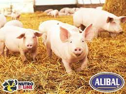 Agromas Cerdo Engorda – Forrajera La Nacional